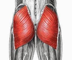 ¿Cuál es el músculo más fuerte en el cuerpo humano? - Fisioterapia y ...